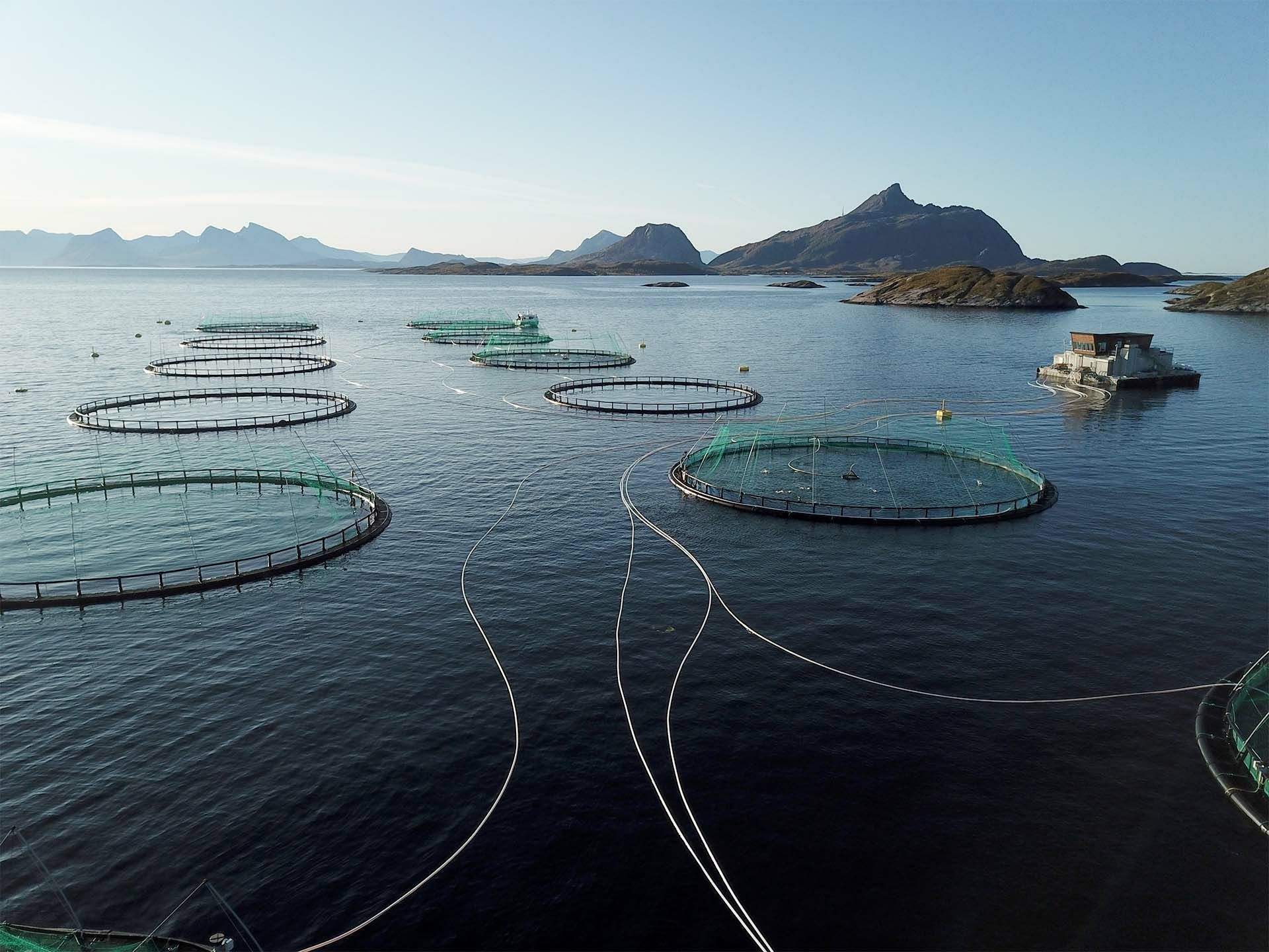 Electricity Storage Reduces Energy Costs in Fish Farm